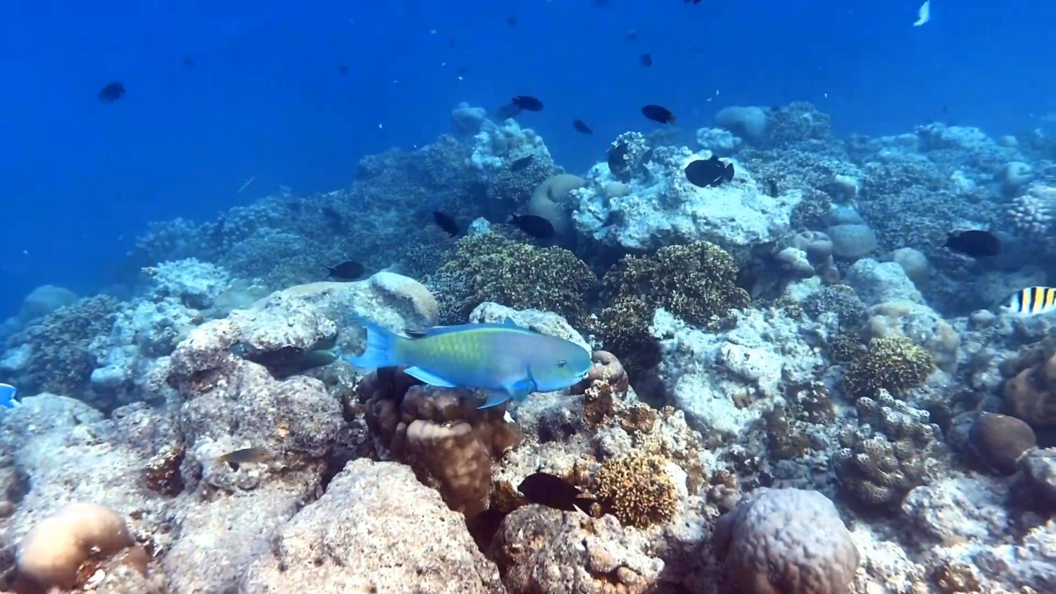 Le Meridien Maldives Resort & Spa: Guide & Review