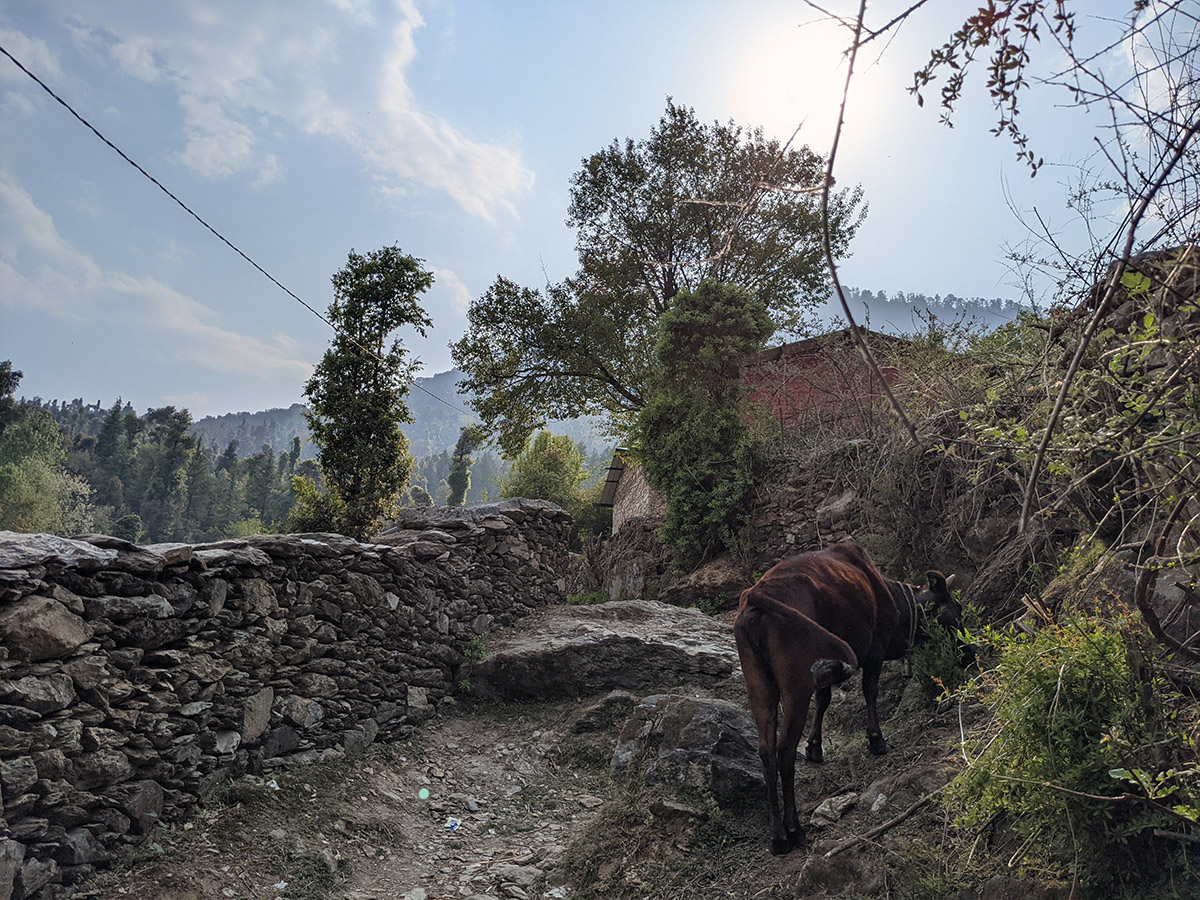 Visiting the Indian Himalayas in Raithal Village