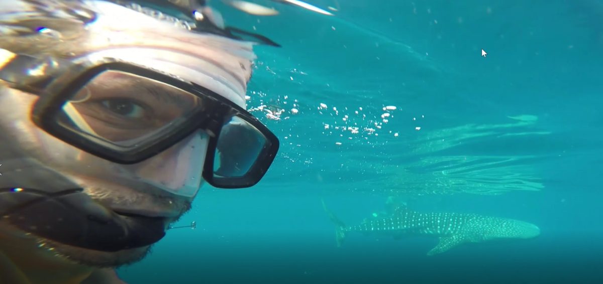 Snorkeling with whale sharks and sea turtles in Oman (#3C3CTeamNick)