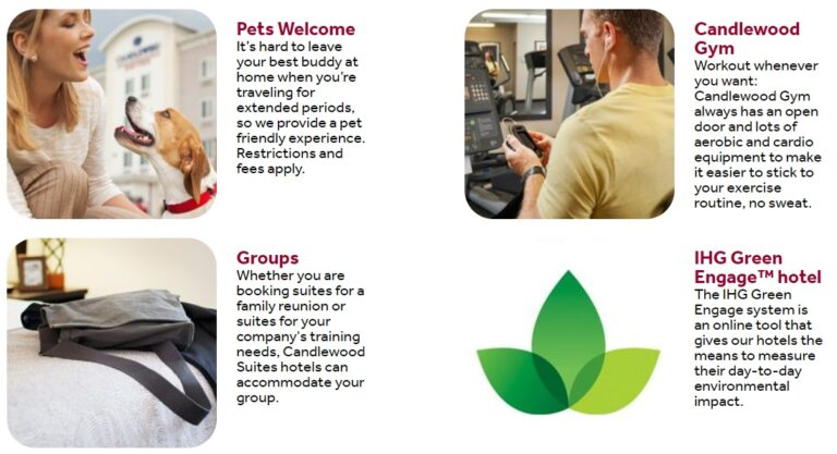 Traveling with pets: Hotel pet policies, tips & more