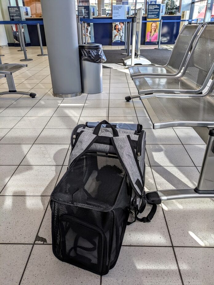 DFDS ferry review: Amsterdam (IJmuiden) to Newcastle in a 4 bed pet ...